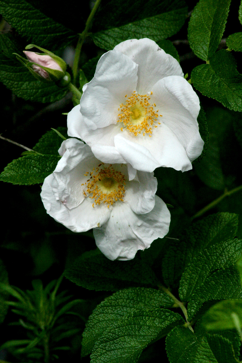 My Life with Functional Neurological Disorder: The Grass Grows!