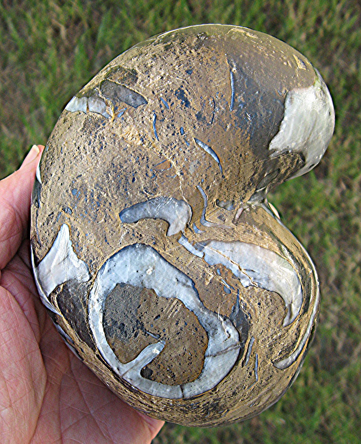 PALEO & GEO TOPICS: Comments by R. L. Squires: Stringocephalus, an ...