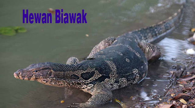 Hewan Biawak, Jenis, Manfaat, dan Bahaya Memeliharanya - Hewan Reptil