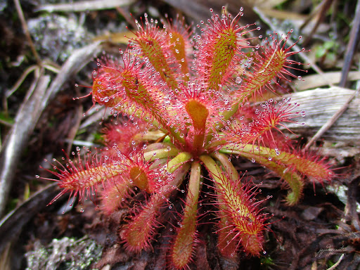 Drosera ultramafica
