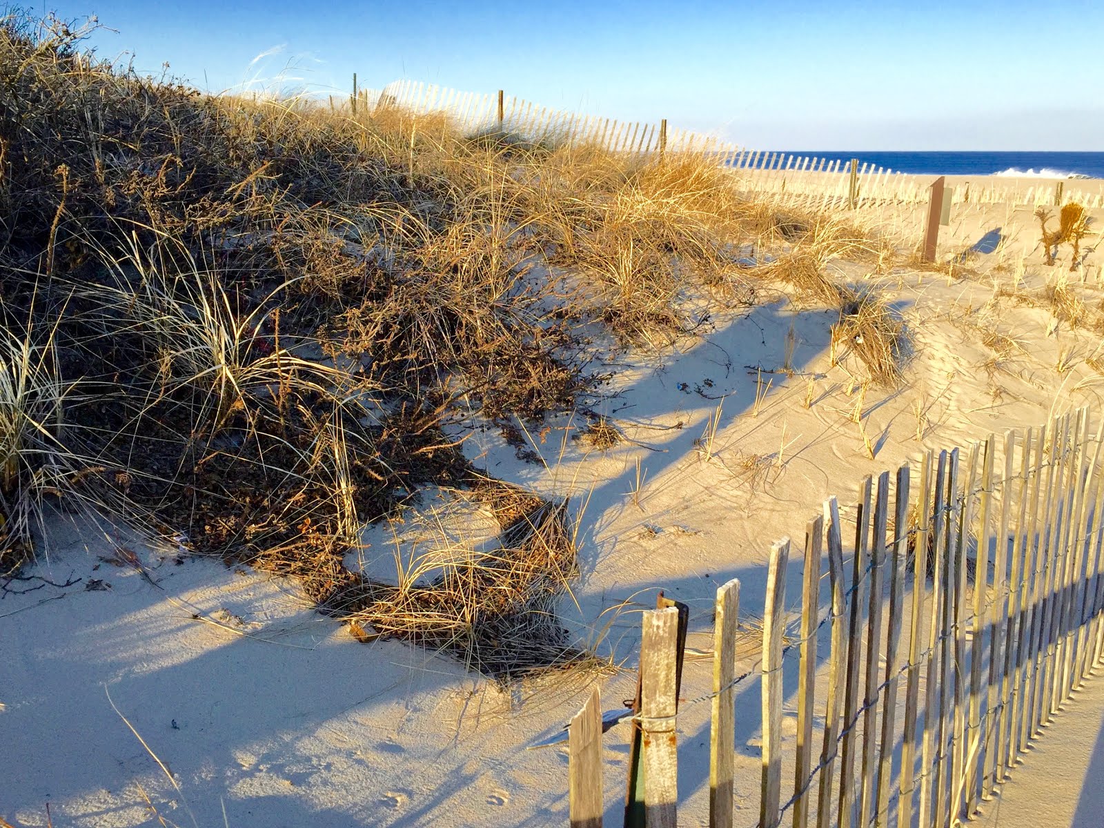 It's All About Purple: Long Branch Beach