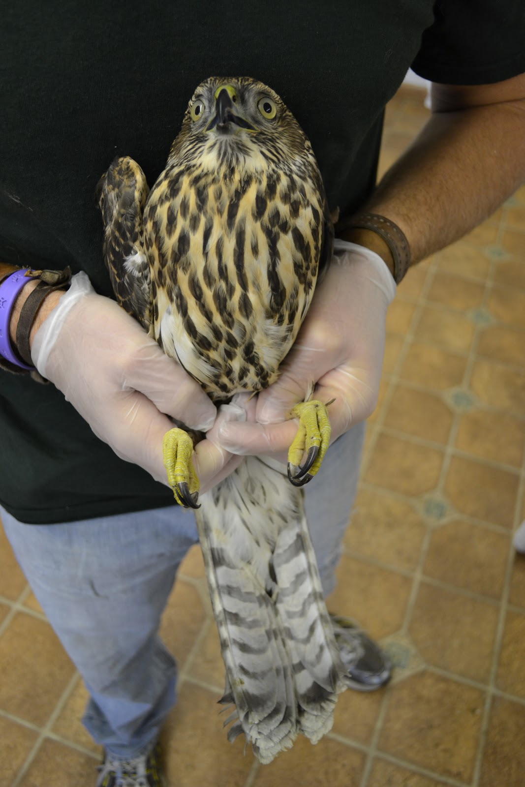 Taking Flight: Goshawk, Barred Owl, Red-tails, Broadwing, Nighthawk ...