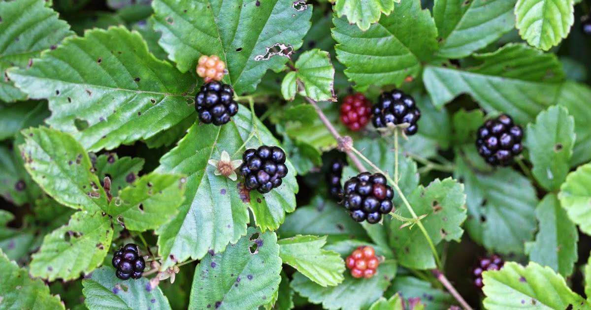 Red House Garden: Dewberries