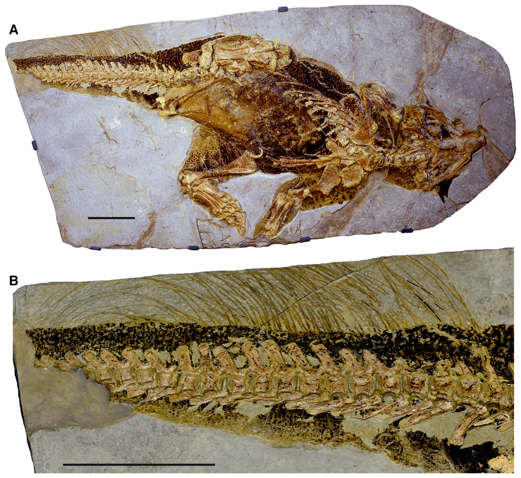 Species New to Science: [Paleontology • 2016] Structure and Homology of ...