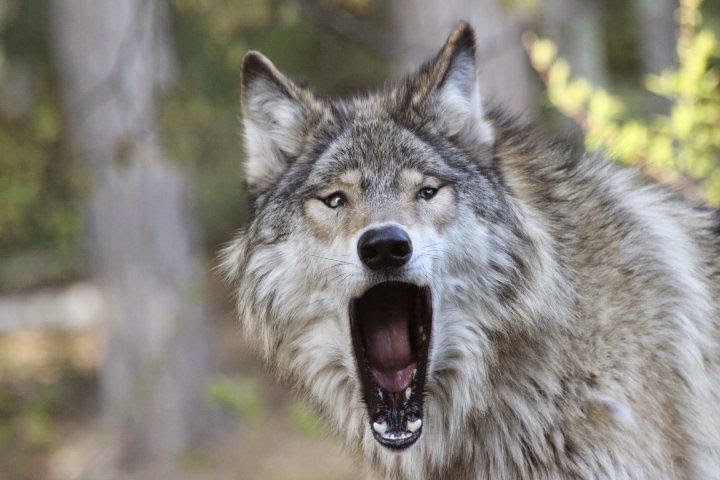 White Wolf : Scientists Claim That Wolf Yawning Is Contagious. Let's ...