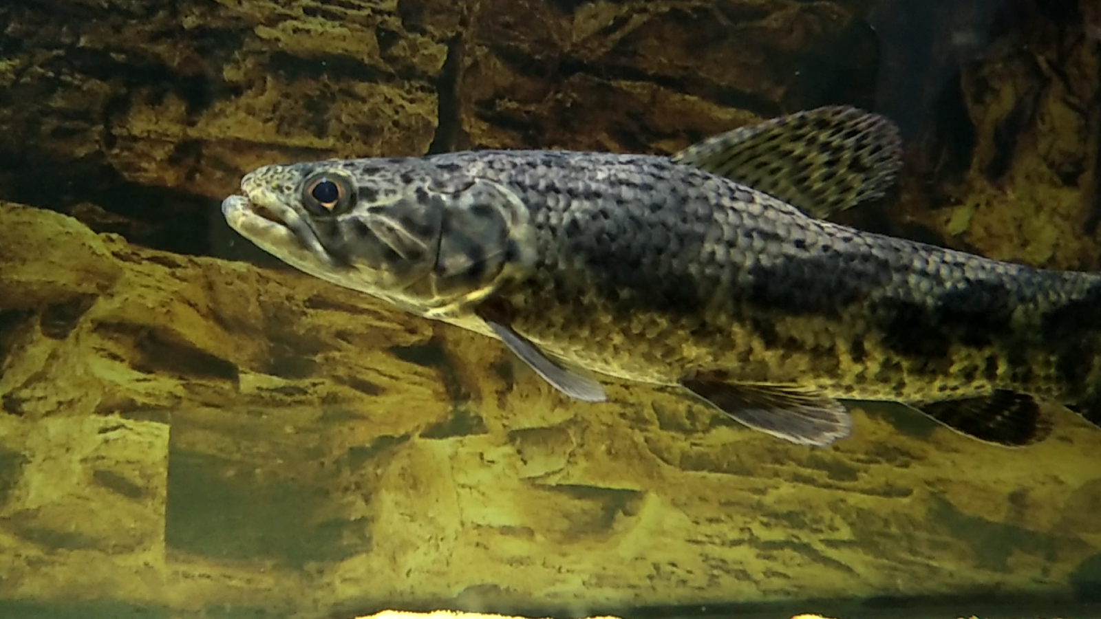 Anjumara parking treatment and experience