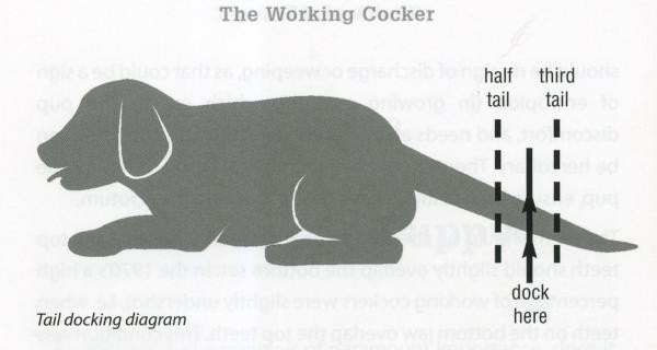 Operasi Bedah Kosmetik Hewan : Potong Ekor (Tail Docking/Caudectomy ...