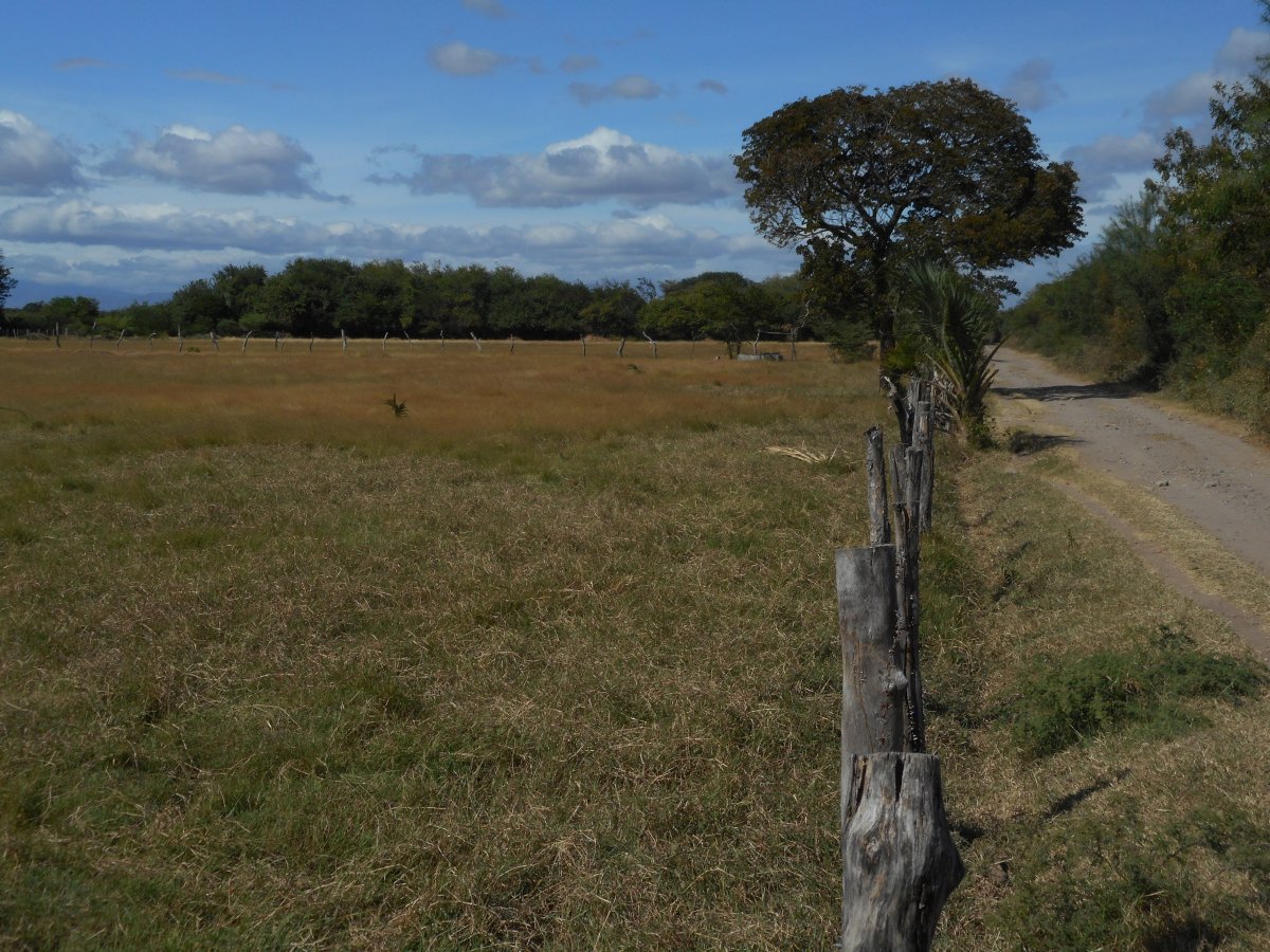 Jehuite: ¿Qué es el zacate coalición del Istmo de Tehuantepec?