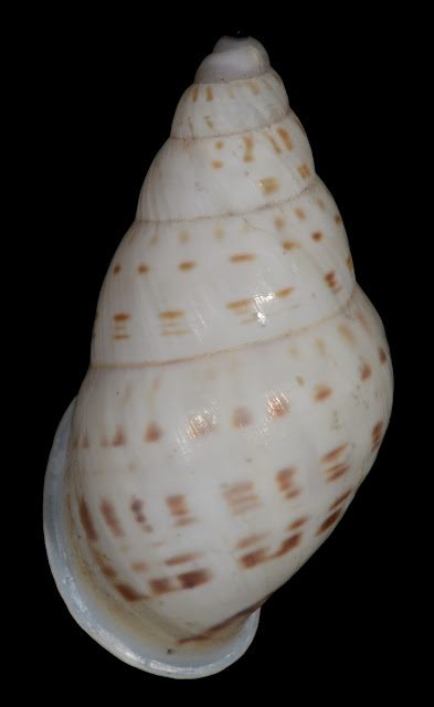 Dr. Lee's Gallery Museum: Amphidromus kuehni 33.08mm