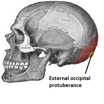 easyhumanatomy: Surface anatomy of head and neck region