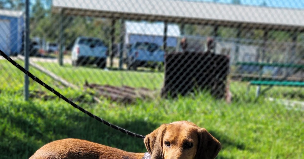 Oyster Radio: ST JOSEPH BAY HUMANE SOCIETY PET OF THE WEEK