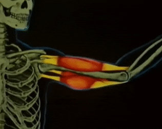 LOCOMOTOR: El sistema muscular