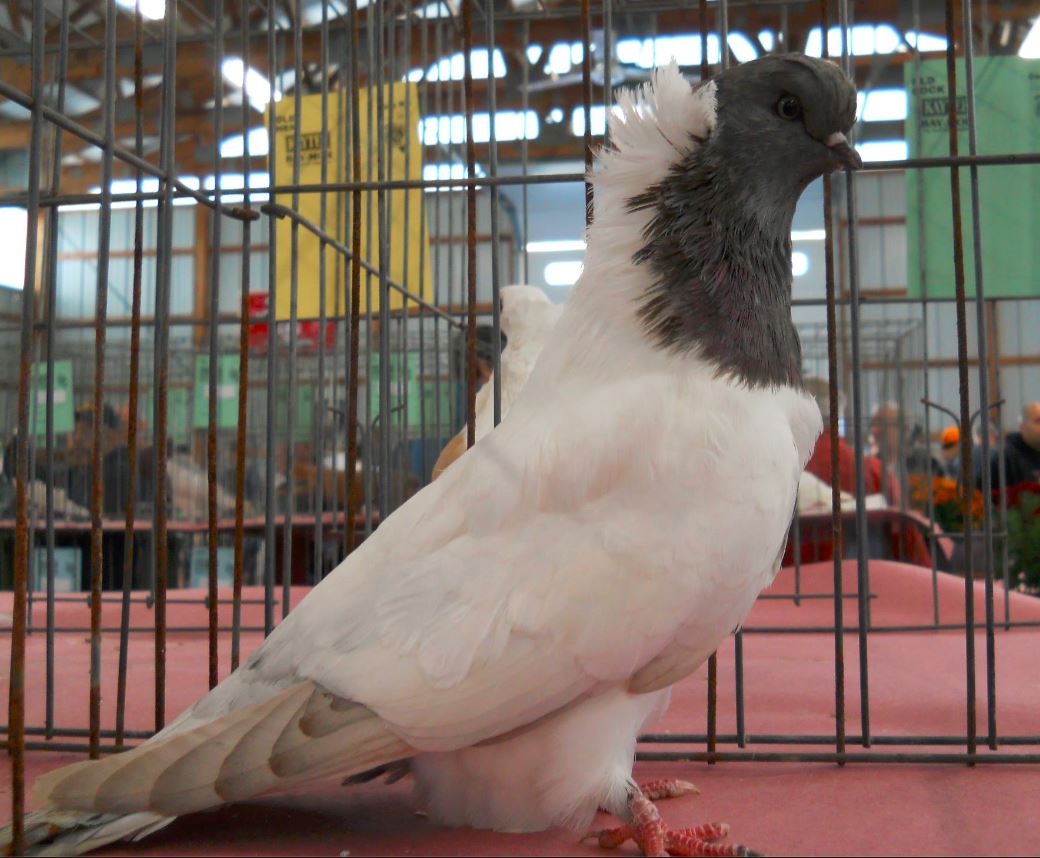 World of Pigeons and Doves: Nun Pigeon ( Englische Nonne )