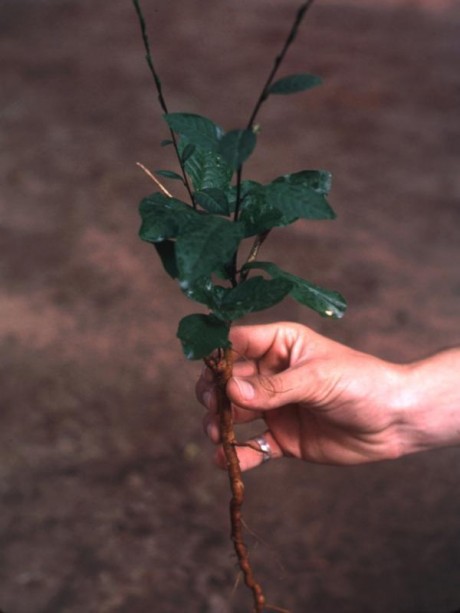 Traditional Jamaican Medicines- The Guinea-Hen Weed