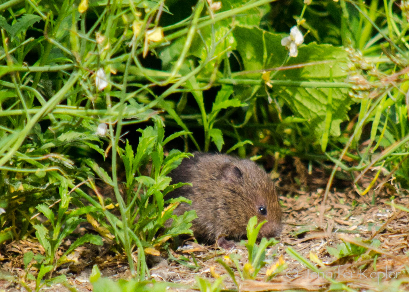 Snapshots of Nature: Great Gull Island: Part Four, Everything Else!