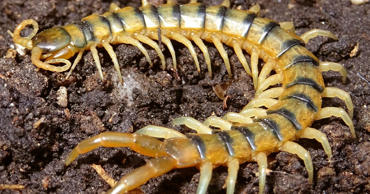 Naturaleza Viva : Scolopendra alternans (Chilopoda Scolopendromorpha ...