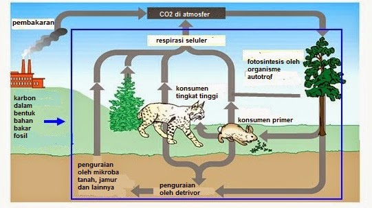 Daur Biogeokimia - EDUBIO