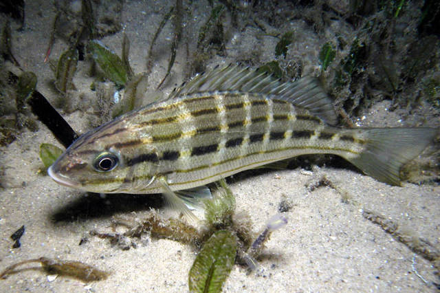 Artes de Pesca: ACTINOPTERYGII