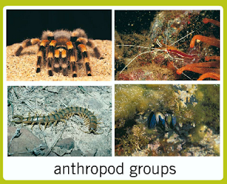 Mi primer año en Red XXI: ARTHROPODS (Unit 2 - Science Y5)