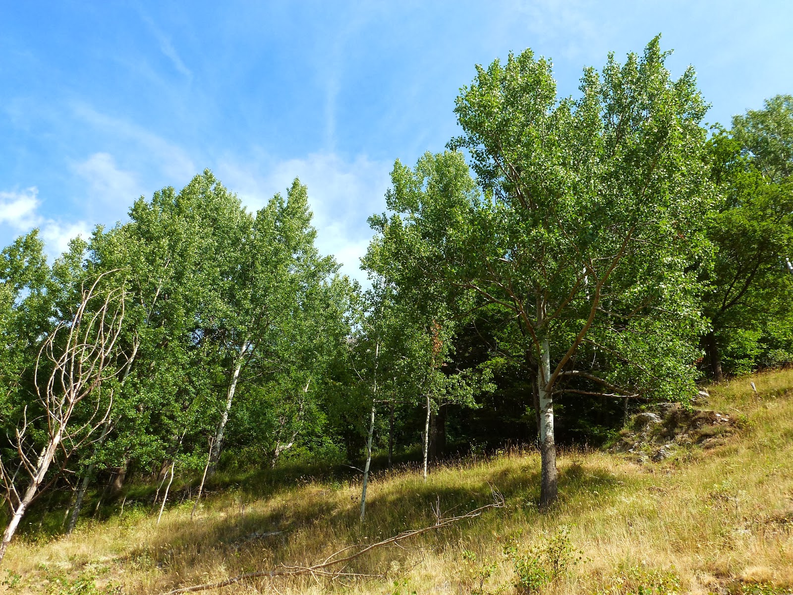Árboles con alma: Álamo temblón. Trèmul. (Populus tremula)