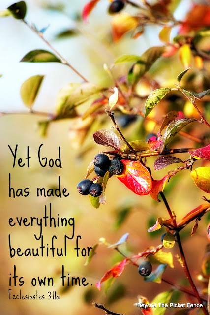 Beyond The Picket Fence: Sunday Verses