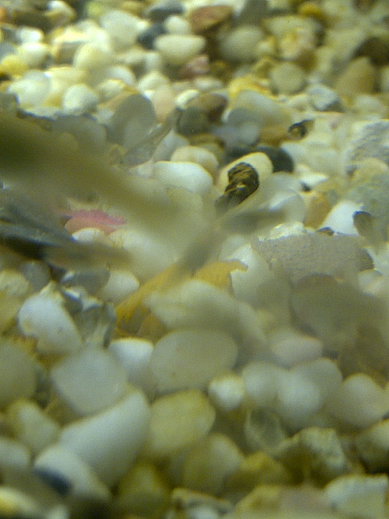 Si de peces quieres aprender este blog tendras que ver ¡!: Descripción ...