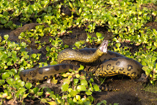 Top 15 Most Dangerous Animals in the Amazon Rainforest