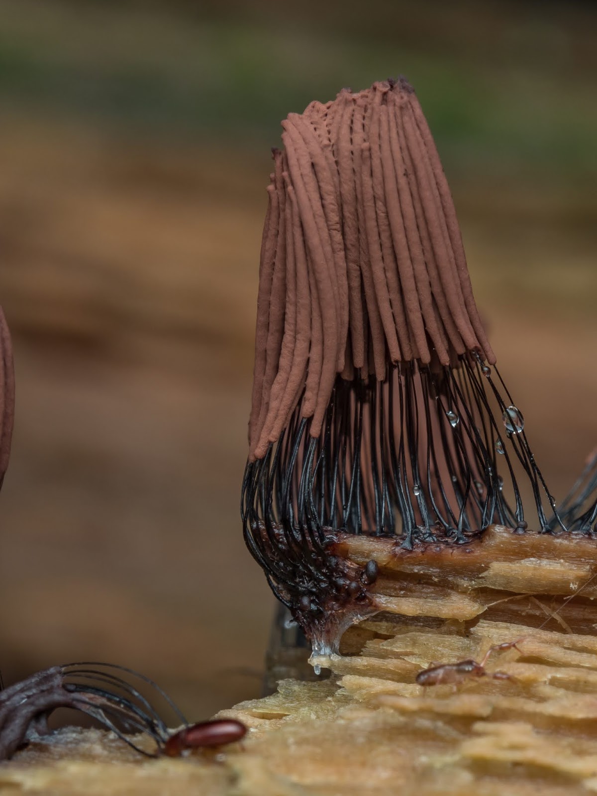 Bugs+Life: Slime Mold (Protista.)