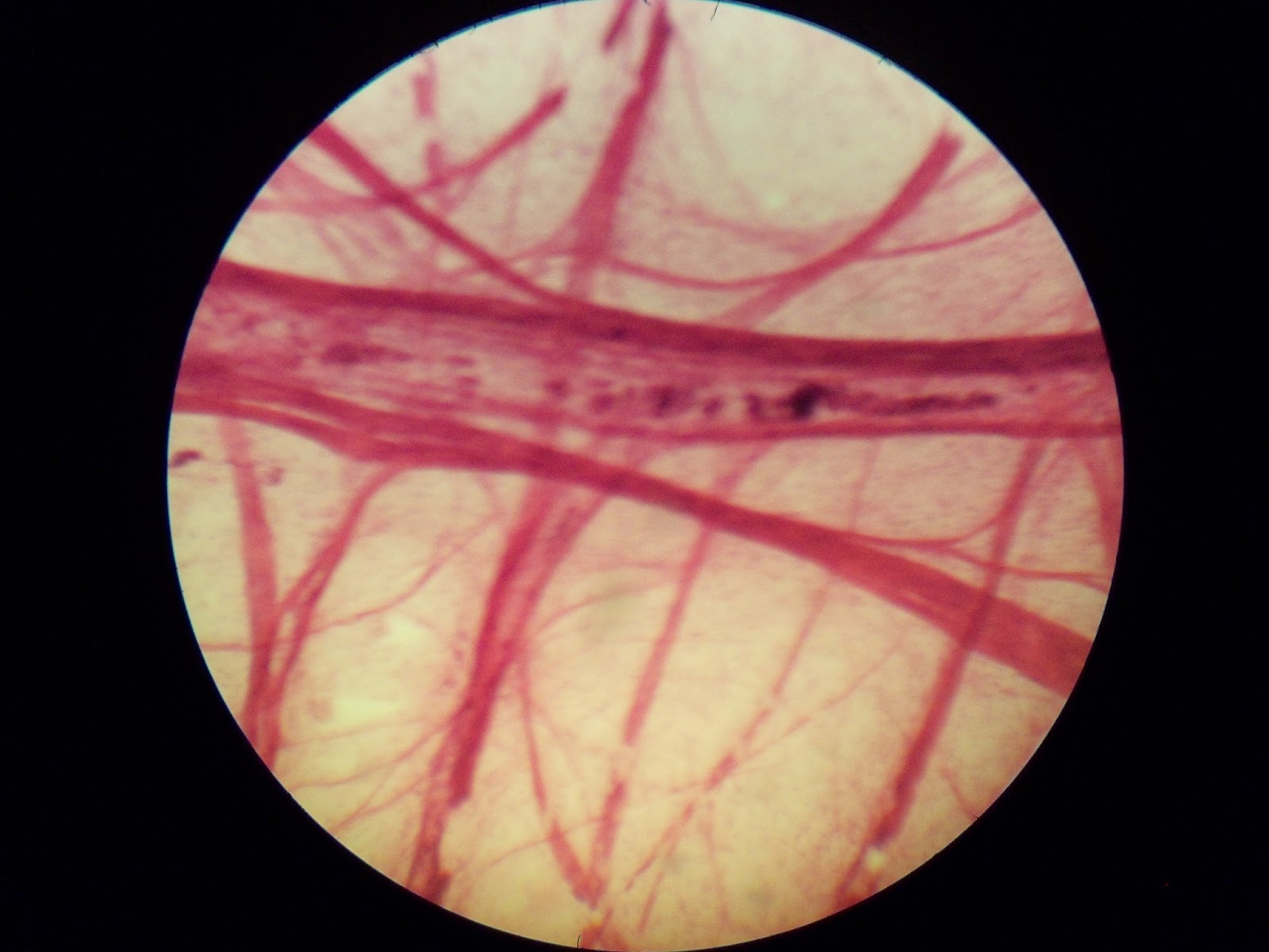 Stud-dent la Facultatea de Medicina Victor Papilian: Histologie - LP