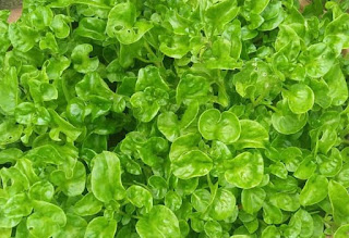 Bicara Mentari: BAYAM BRAZIL BAIK UNTUK KESIHATAN