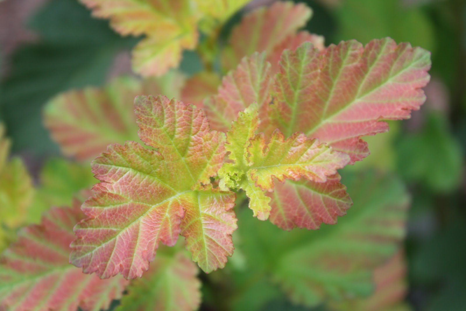 MIDWEST GROUNDCOVERS Display Gardens & Plant Trials