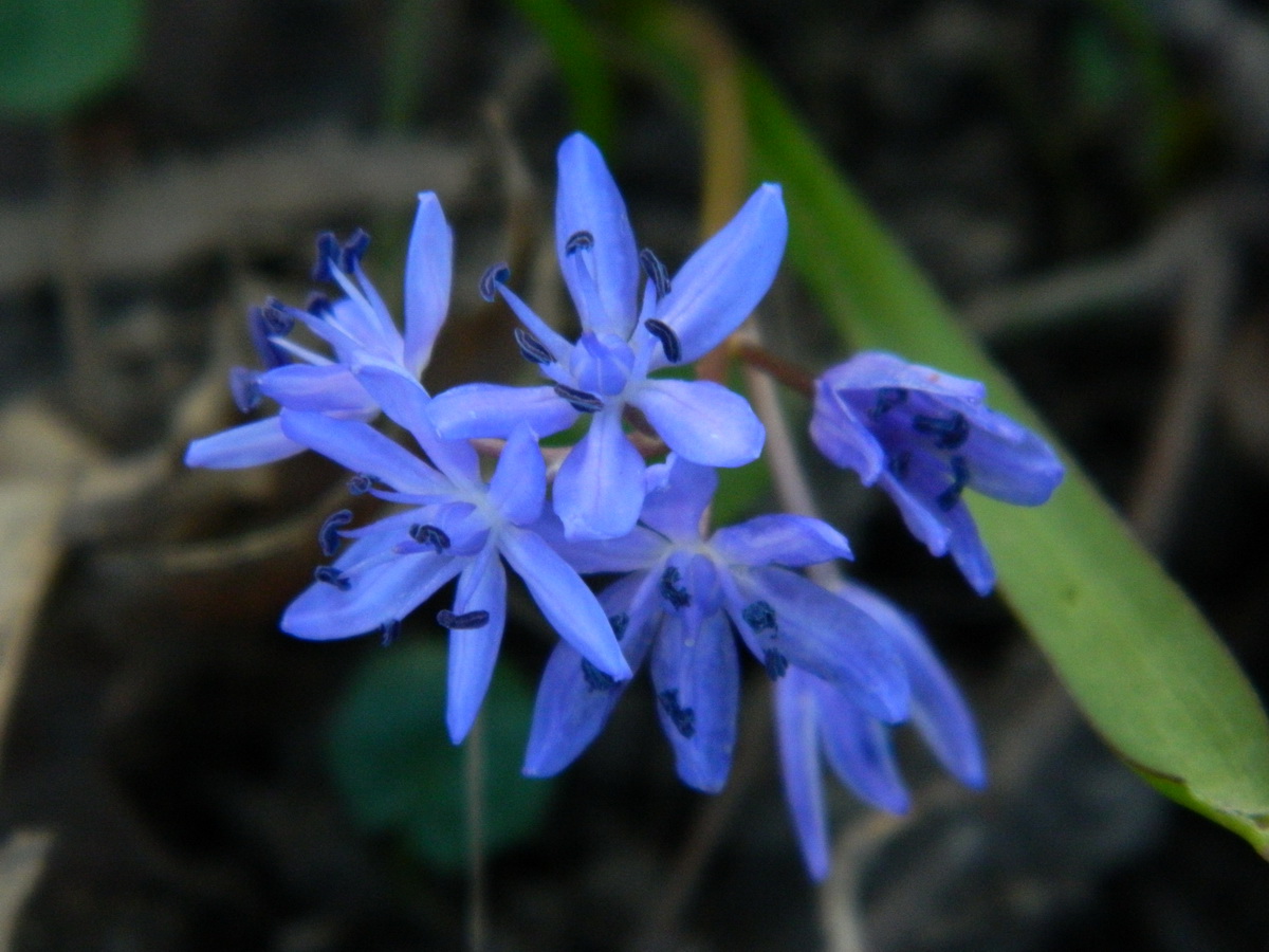 LA MULTI ANI, ROMANIA!: Viorele