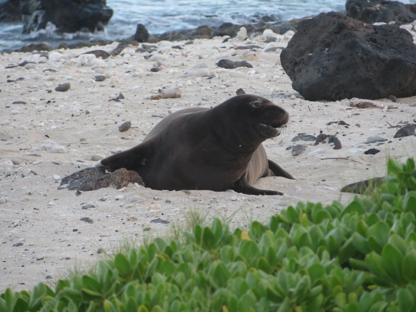 MonkSealMania.blogspot.com: 8/1/2013 Baby Kea Pictures