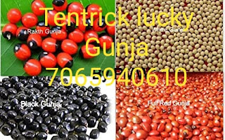 Rosary Pea Safed Gunja is Costliest Seed 7065940610