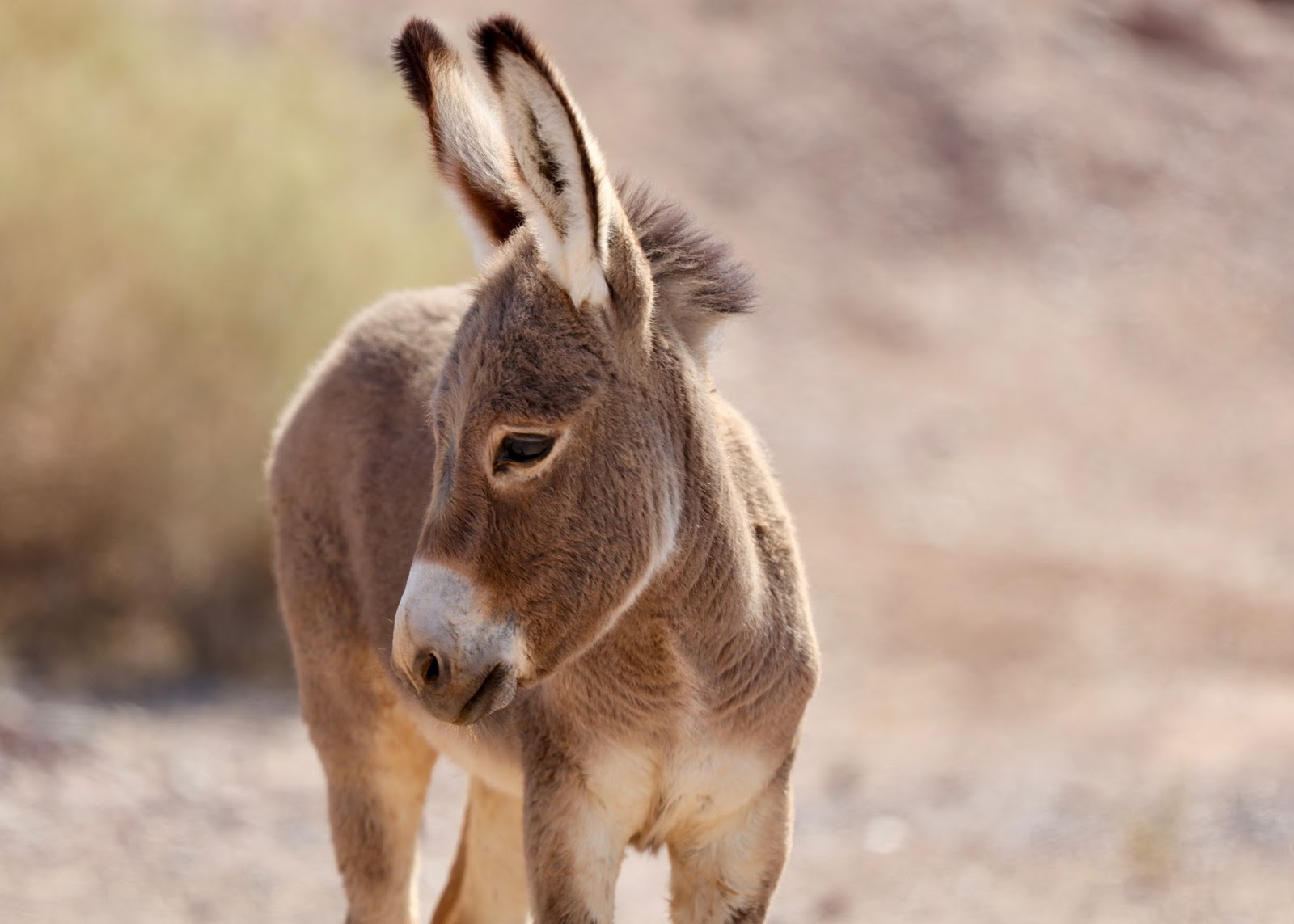 The Azure Gate: My Favorite Wildlife Photos of 2017 -9