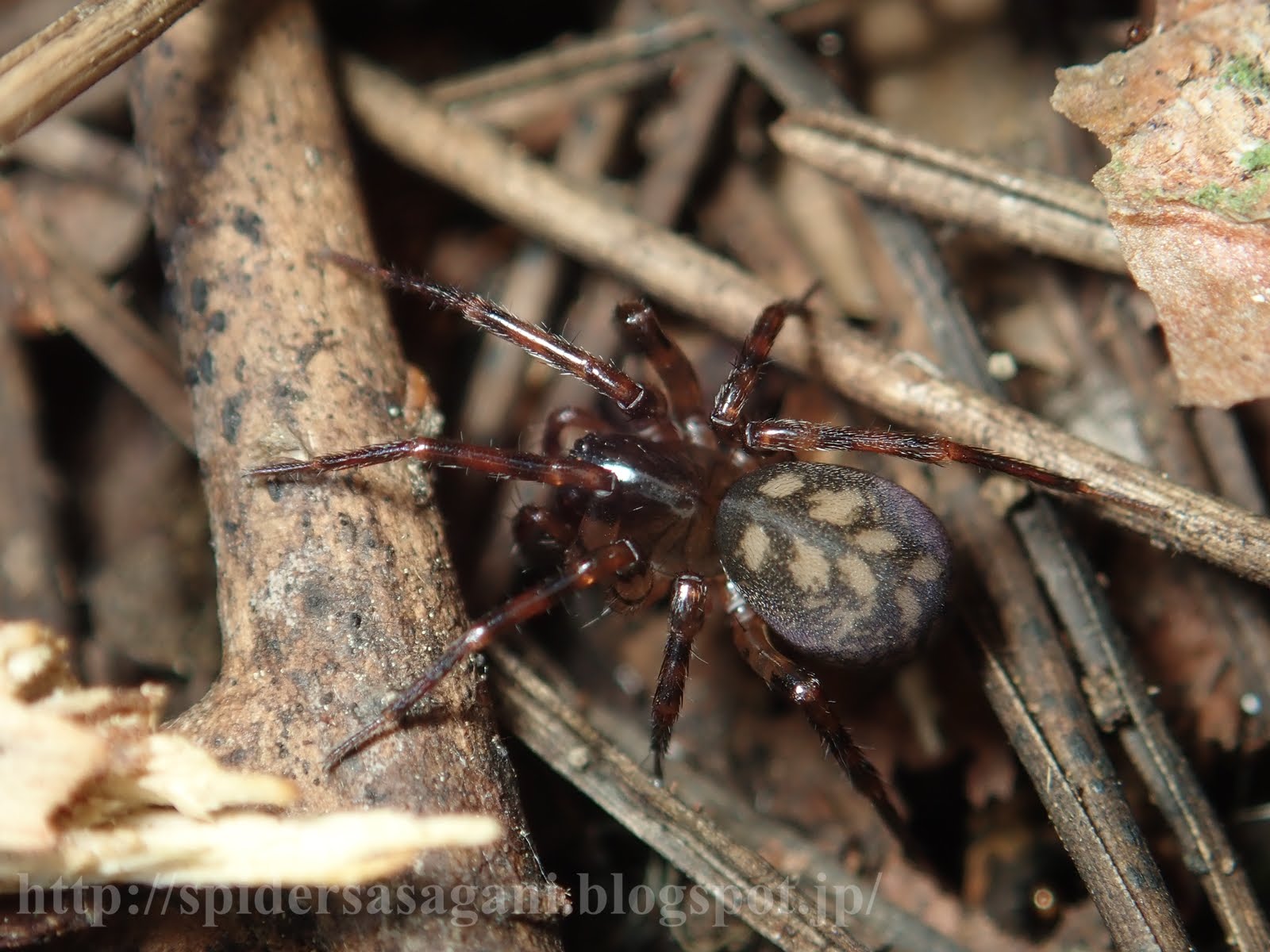 細蟹屋: Cybaeidae ナミハグモ科