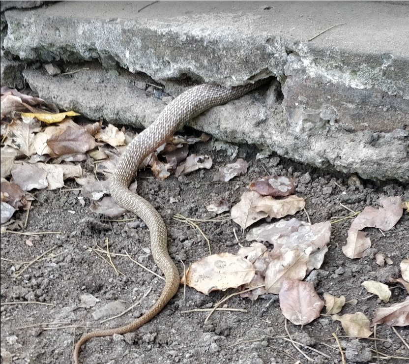 எங்கள் Blog: பாம்பு, குரங்கு, நாய் ... - கசந்து போன வாழ்க்கையும் மசால் ...