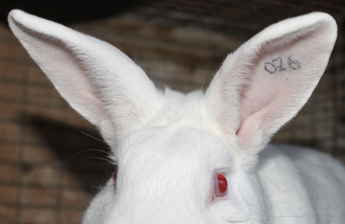 Hill Rise Rabbitry Evaluating Rabbit Health Hill Rise Rabbitry Evaluating Rabbit Health
