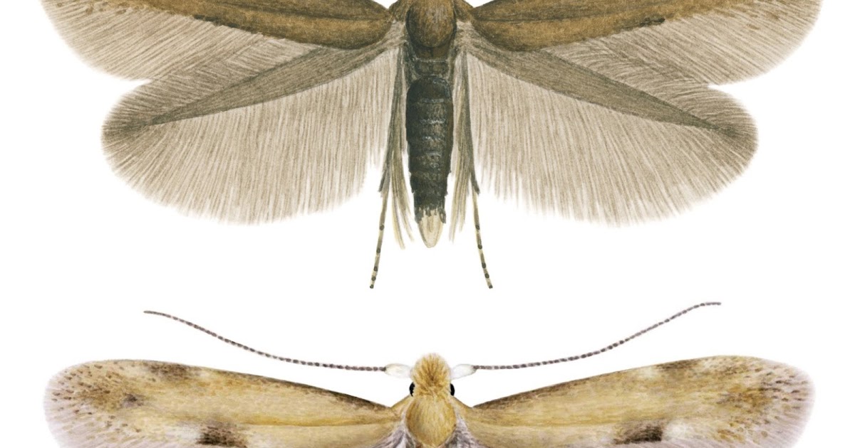 Species New to Science: [Entomology • 2018] Bucculatrix brunnella sp. n ...