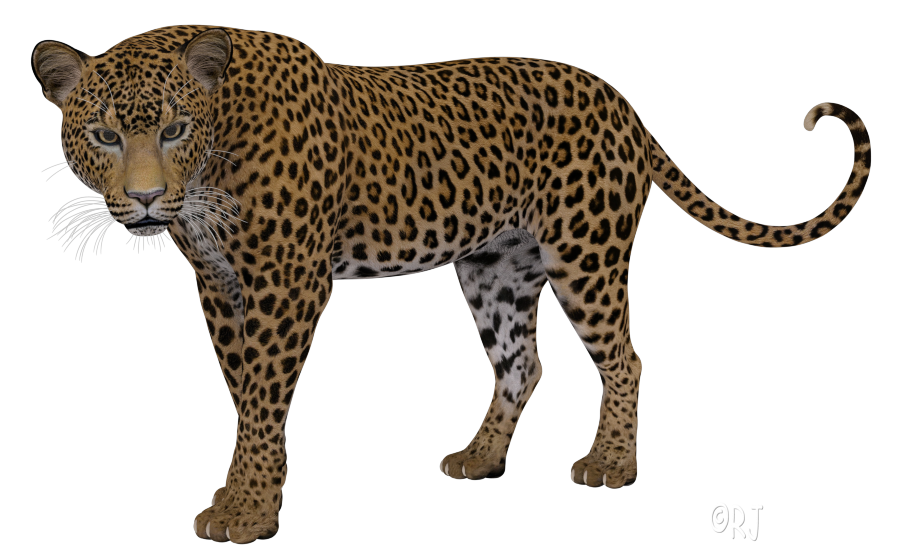 Rjs Bits Bobs Props And Pieces Leopard Mama