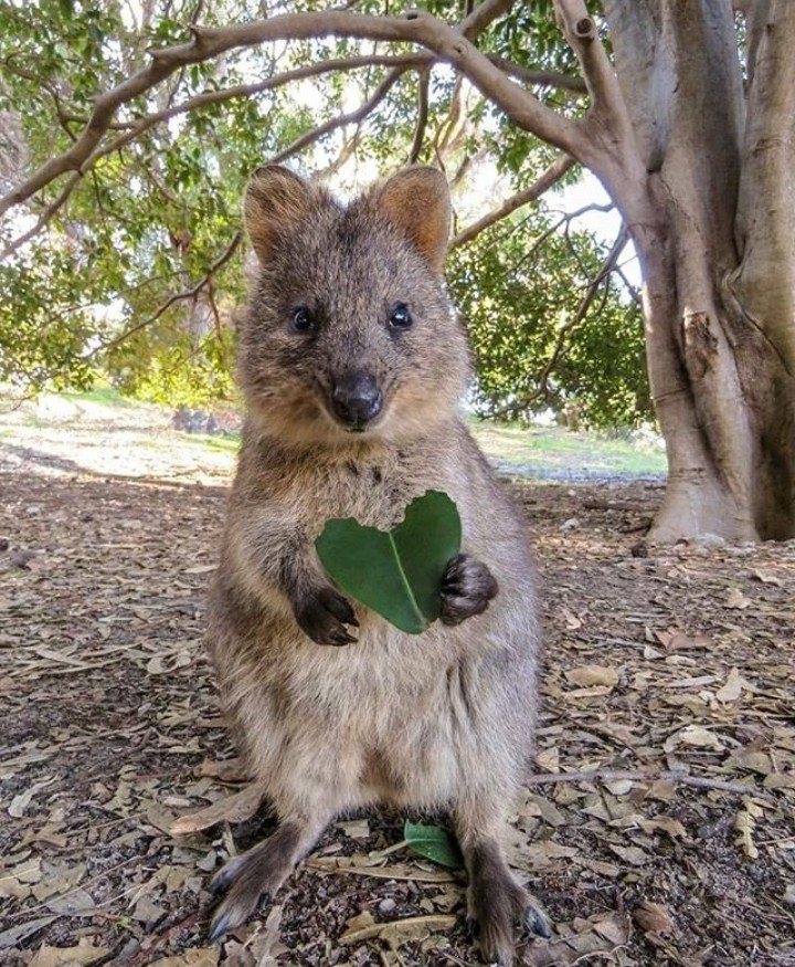 ANIMALS TIME : The 10 best quokkas pics (las 10 mejores fotos de quokkas)