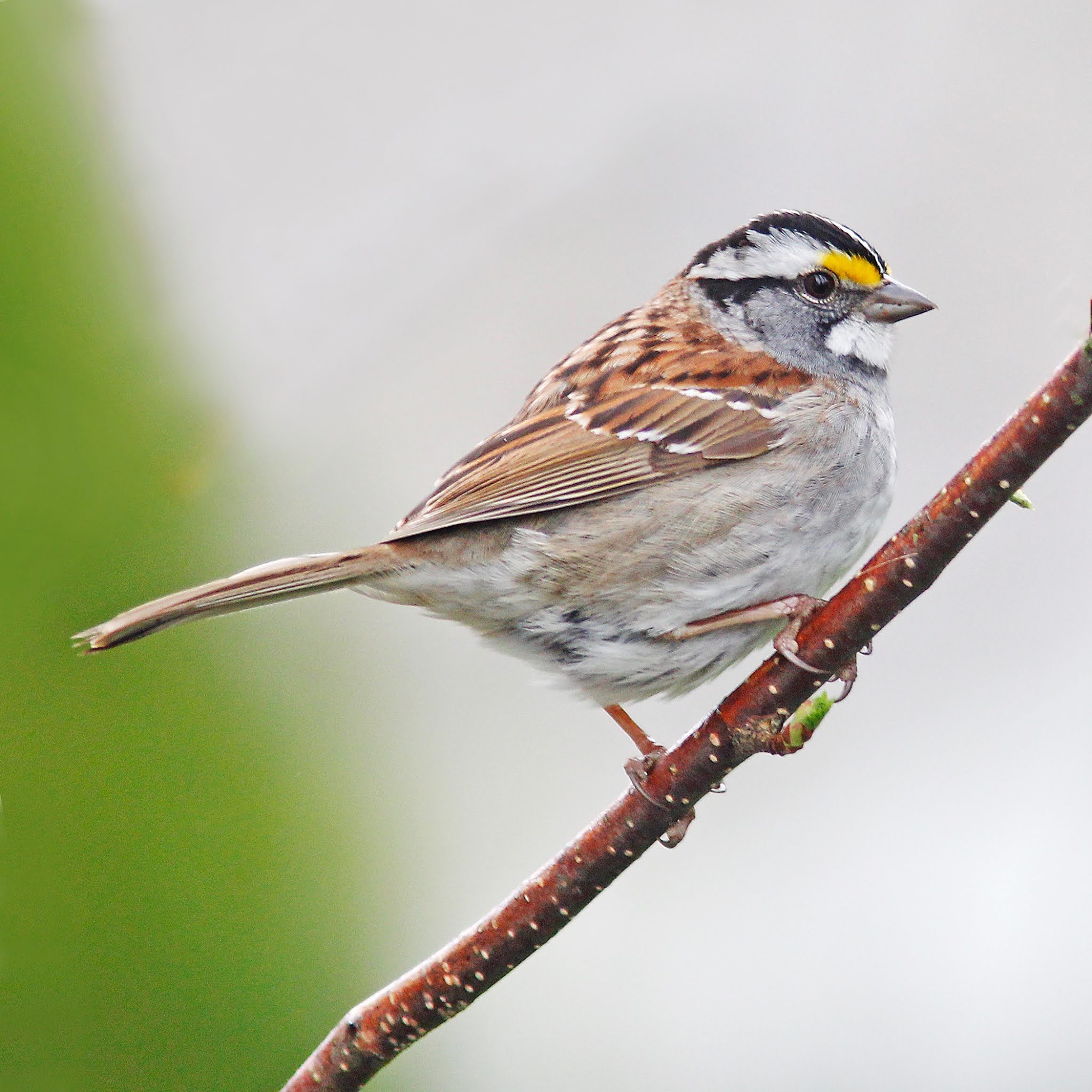 STOKES BIRDING BLOG: White-throated Sparrows Are Coming!! Are You Ready?
