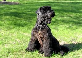 Dog Breeds Show: Kerry Blue Terrier