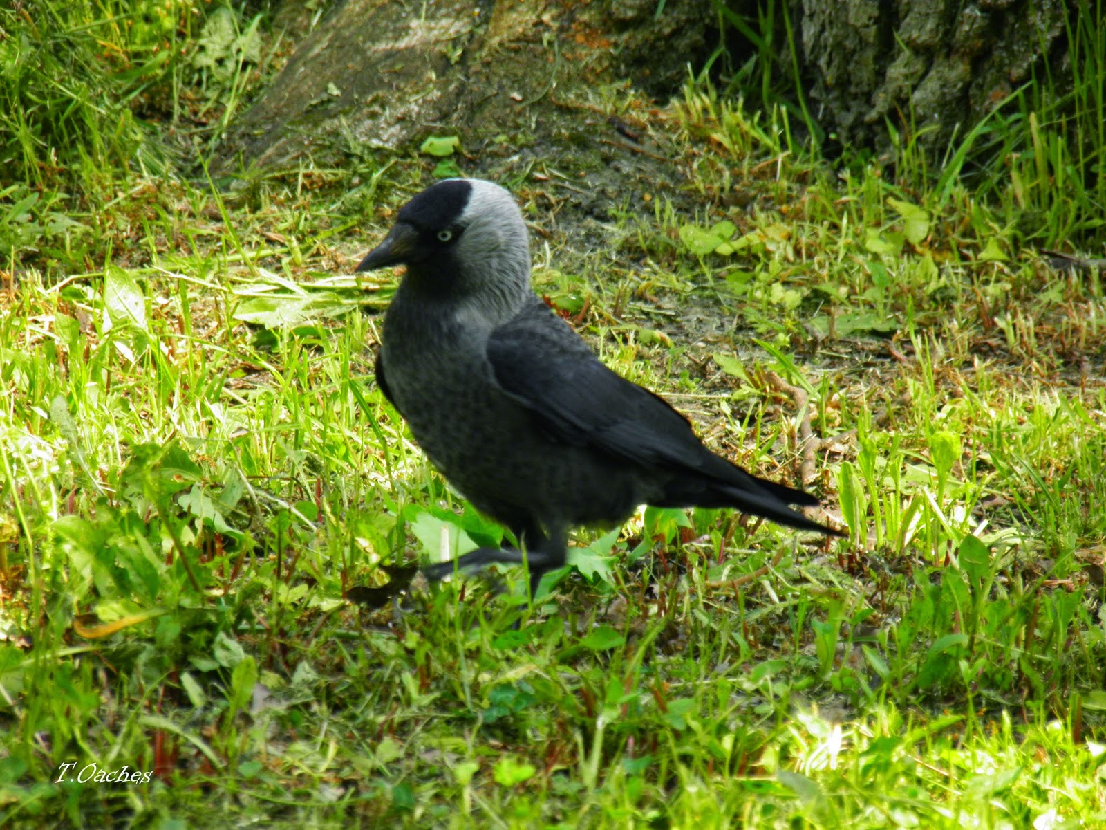 PASARI DIN ROMANIA: STANCUTA, Corvus monedula