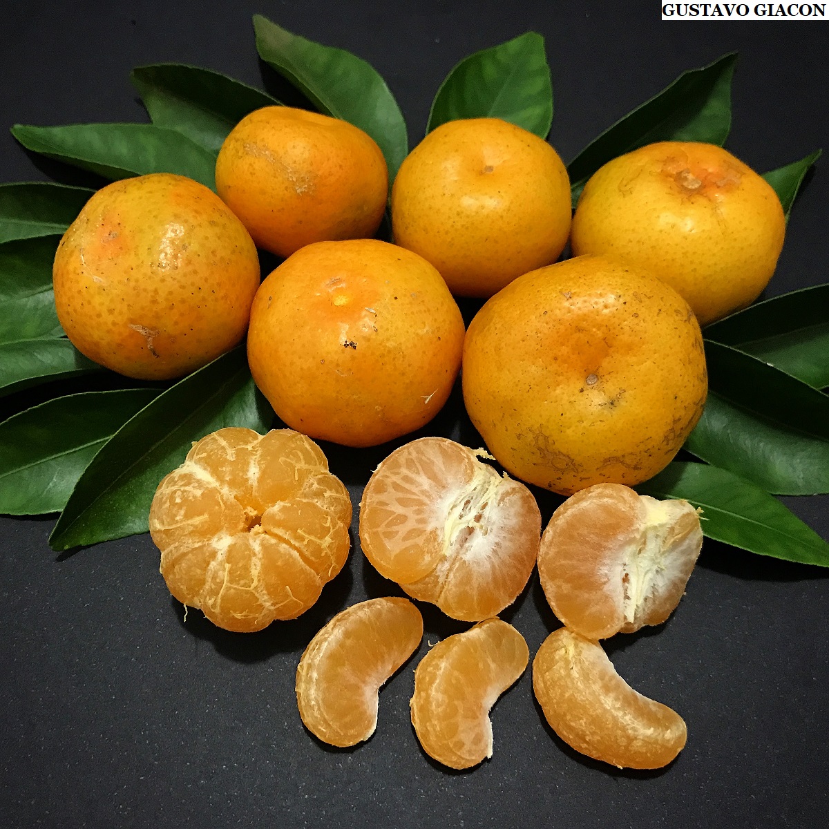 Blog do Viveirista: Calamondin - Citrus mitis / Citrofortunella mitis ...