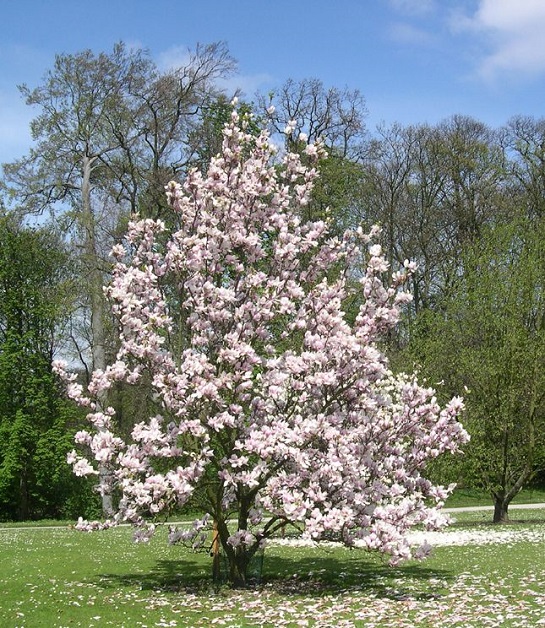 We Are FNB: Welcome to Magnolia Monday and Tree Dweller's Birthday!