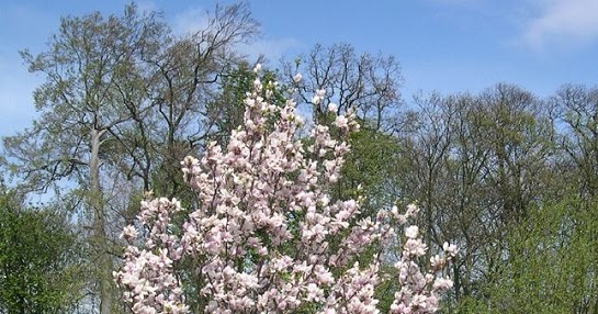 We Are FNB: Welcome to Magnolia Monday and Tree Dweller's Birthday!