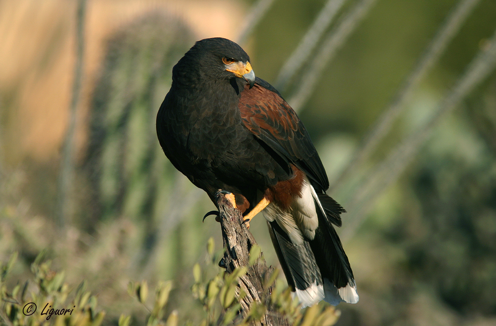 Utah Birders | Birding Blog, Utah Birds, Utah Birding, Utah Bird ID ...