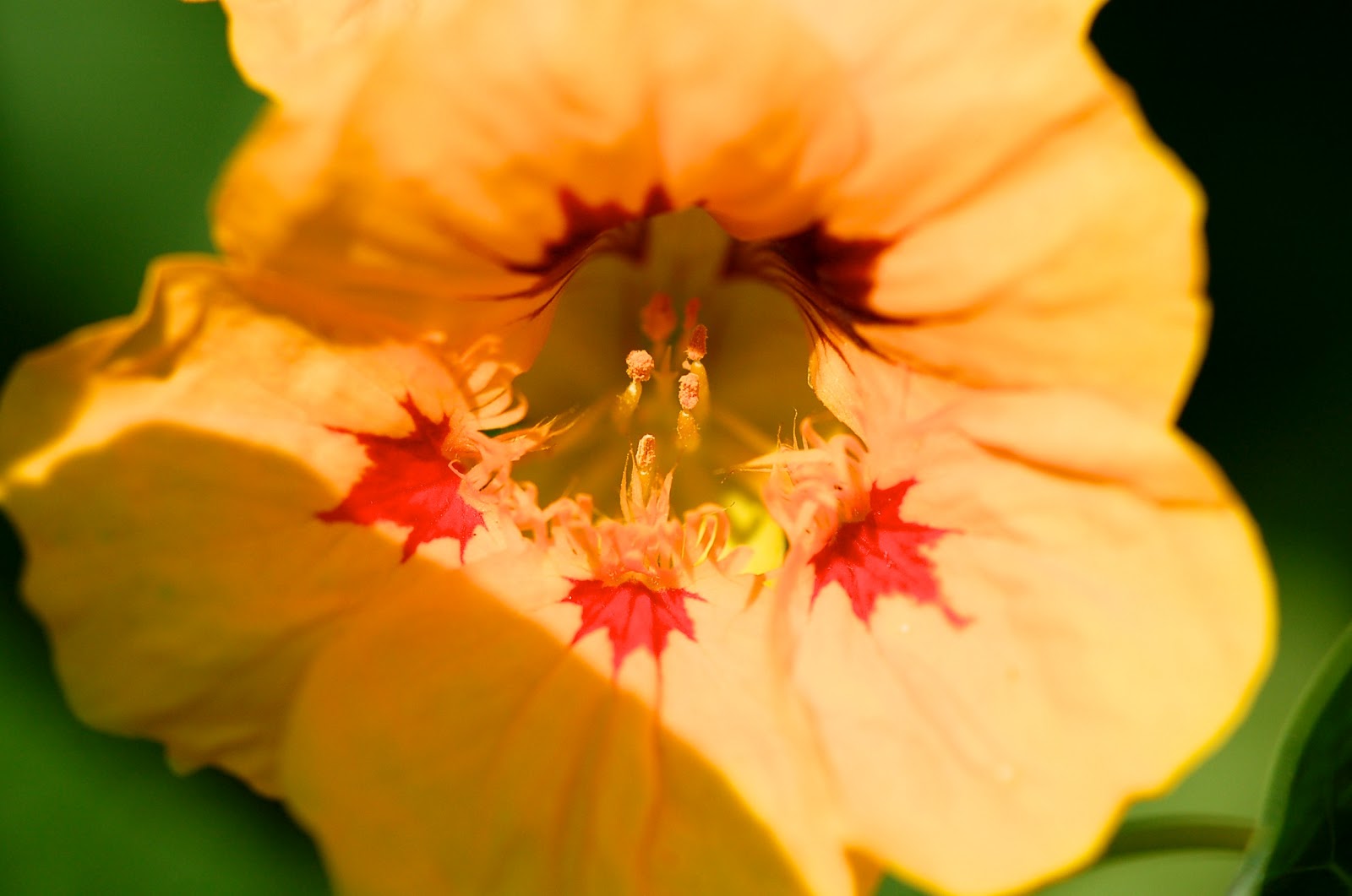 Starting a Permaculture Homestead: My flower garden: Nasturtium