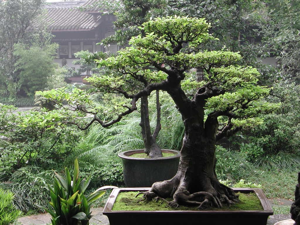 The Gift of Giving Life: Lessons From the Bonsai - Finally